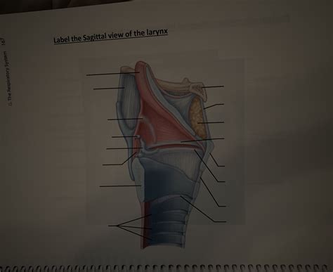 Sagittal View Of Larynx Diagram Quizlet
