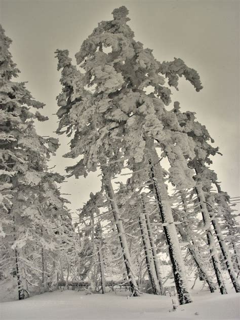 Kostenlose Foto Landschaft Baum Natur Ast Schnee Kalt Winter