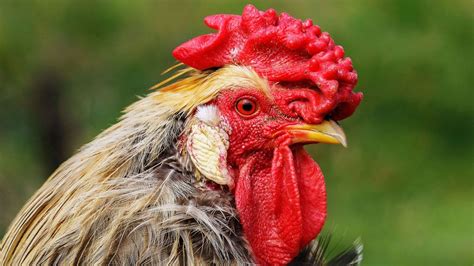 Respira Hondo Al Saber Por Qu El Gallo Canta Al Amanecer