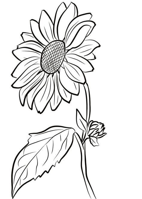 Girassol Básico para colorir imprimir e desenhar Colorir Me