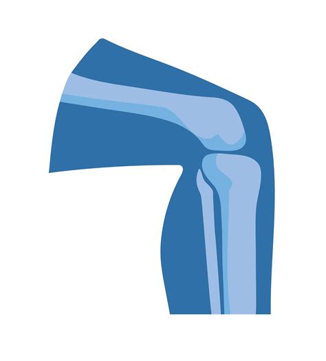 Normal Knee Joints Vector Art At Vecteezy