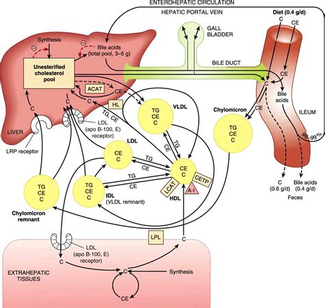 Phospholipid Metabolism Pathway
