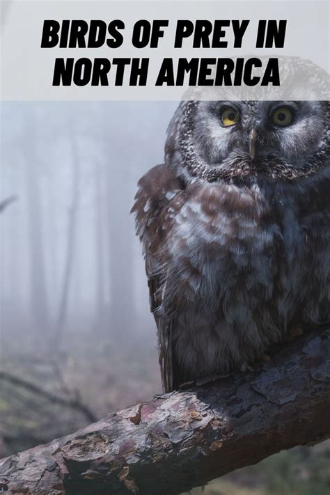 12 Birds Of Prey In North America With Pictures 2023 Birds Of