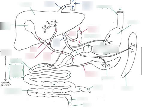Pig Digestive System Diagram Quizlet