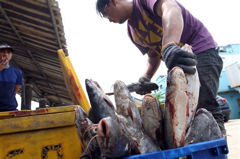 FOTO Realisasi PNBP SDA Sektor Perikanan Tangkap 2020 Capai Rp600 4 Miliar