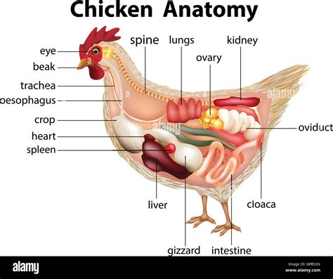 Anatomie Poule Atelier Yuwa Ciao Jp
