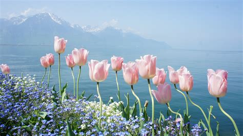 Tulip K Spring Flowers Mountains Hd Wallpaper