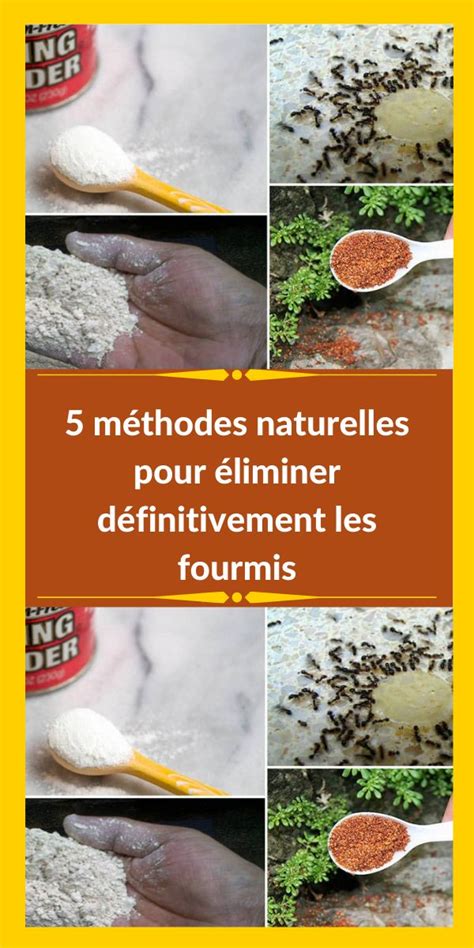 5 méthodes naturelles pour éliminer définitivement les fourmis Condiments