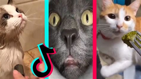BEST DANK CAT MEMES COMPILATION OF 2020 Cats Being CATS On Tiktok