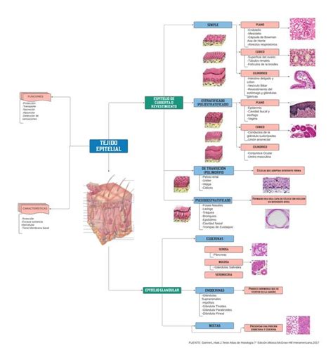 Esquema Tejido Epitelial Udocz Images And Photos Finder
