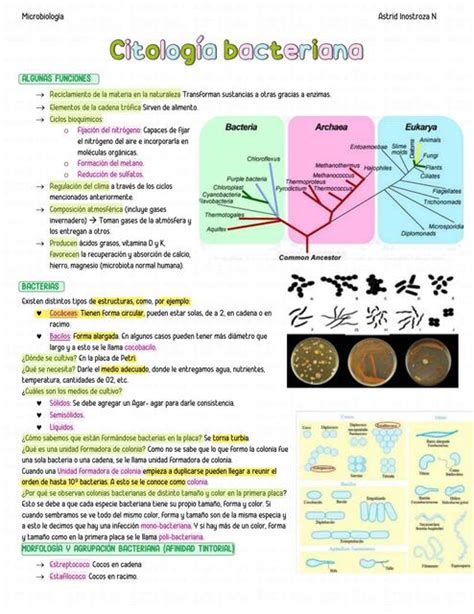 Citología Bacteriana Astrid Inostroza uDocz
