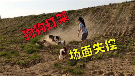 5只狗狗争宠大战打的你死我活场面失控主人又打又骂崩溃大哭马桶的逗比狗生 YouTube