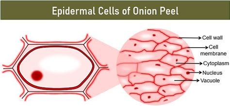 Onion Epidermal Cell Labeled Plasma Membrane