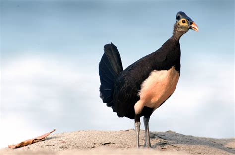 620 Koleksi Gambar Burung Maleo Terbaru Gambar Hewan