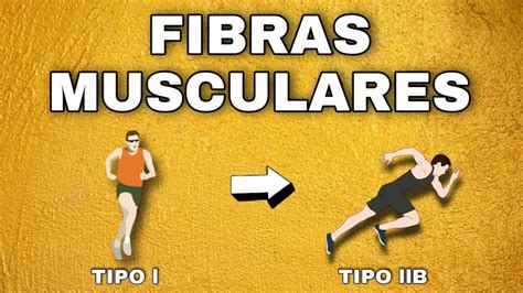 Cu Ntos Tipos De Fibras Musculares Existen Saber C Mo