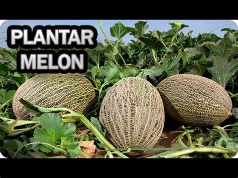 Como Y Cuando Plantar Melón Consejos Y Trucos Cultivo En El