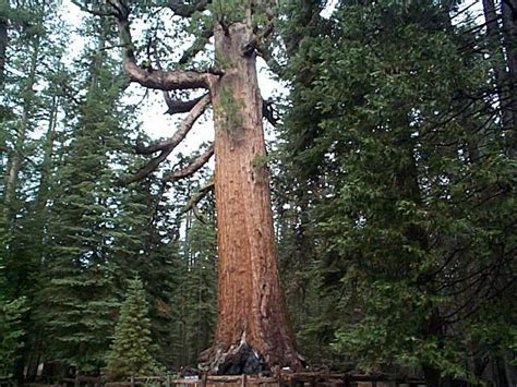 Pictures From Mariposa Grove In Yosemite National Park