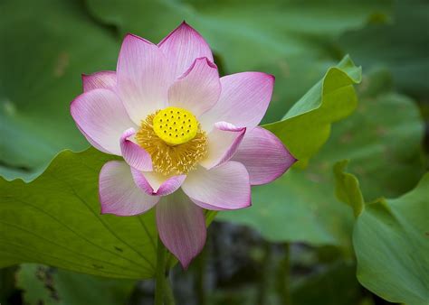 Lotus Blomma Rosa Gratis Foto P Pixabay Pixabay