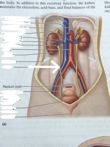 Urinary System Flashcards Quizlet