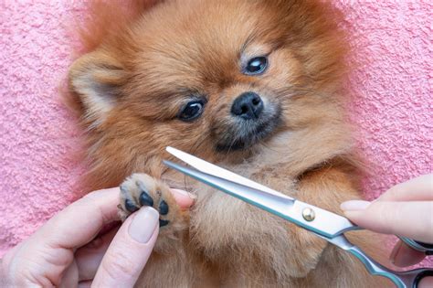 Cómo cortarle el pelo a un perro paso a paso