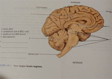 Four Major Regions Of The Brain Diagram Quizlet