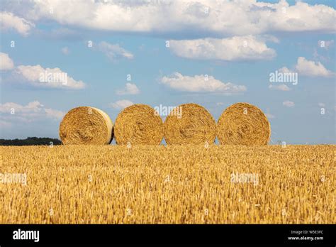 Round Bales Of Straw On Stubble Field After Grain Harvest Hi Res Stock