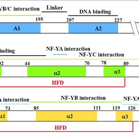 Nuclear Factor Y NF Y Protein Structure The NF YA Conserved Region