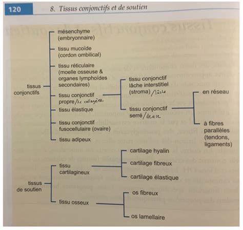 3 Le Tissu Conjonctif Cartes Quizlet