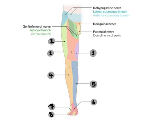 Lower Limb Cutaneous Innervation Flashcards Quizlet
