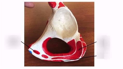Pelvis Diagram Quizlet