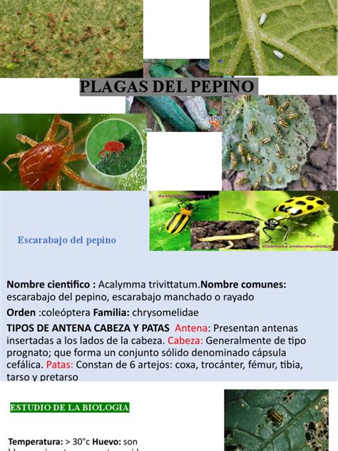 Guía práctica para el control de plagas en pepinos Oliver Futur