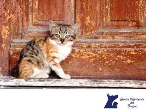 TIPS PARA MASCOTAS Qué significa que un gato quiera entrar en tu