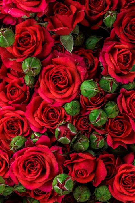 Flowers Wallpapers Wallpaper Cave
