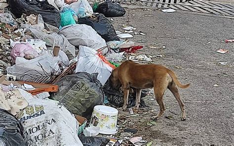 Los Perros Callejeros Pueden Ser Mascotas