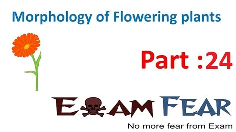 Biology Morphology Of Flowering Plants Part 24 Placentation Types