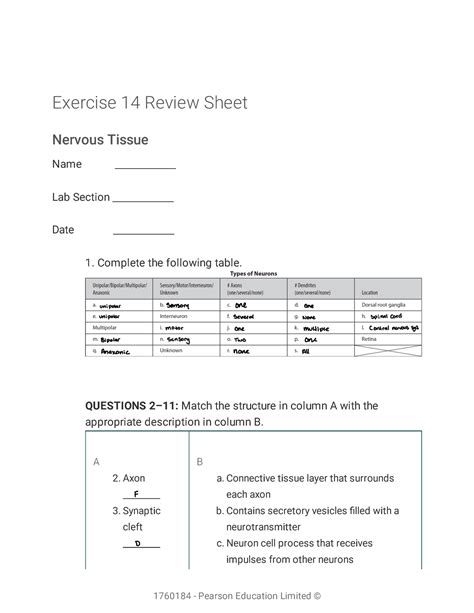 Lab 14 Completed Lab Assignment Exercise 14 Review Sheet Nervous