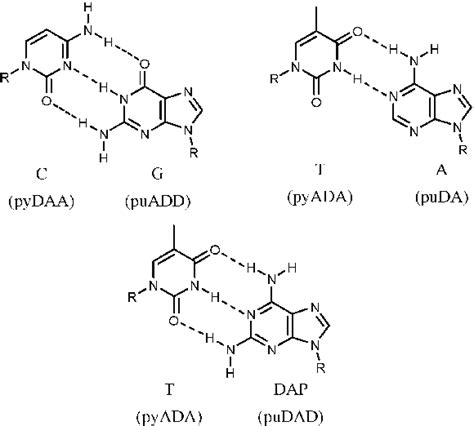 Comparison Between Natural Watson Crick Base Pairs C G T A And The