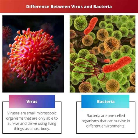 Virus Vs Bacteria Difference And Comparison