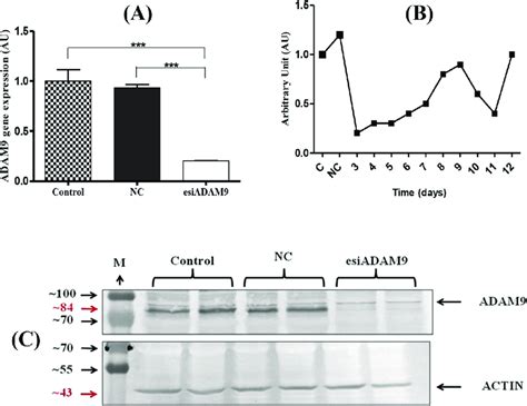 ADAM9 Silencing A Expression Of ADAM9 MRNA By QPCR In MDA MB 231