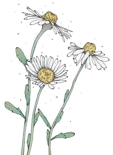 18 Chamomile Ideas Chamomiles Illustration Chamomile Flowers