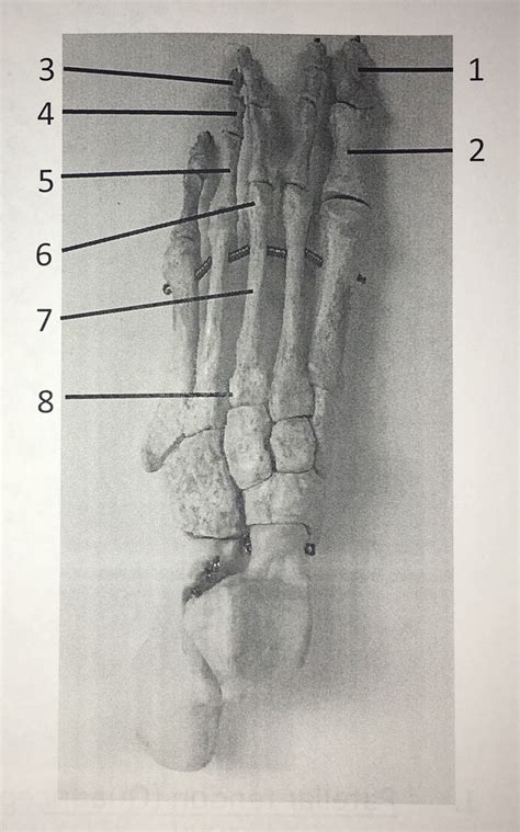 Metatarsals And Phalanges Diagram Quizlet