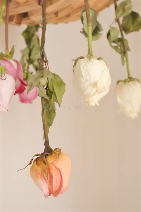 Roses Hanging Upside Down Stock Image Image Of Beautiful 265454119