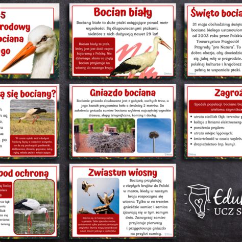 Światowy Dzień Żaby zestaw EduPassion