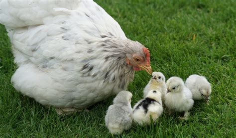 Comment Bien Choisir Une Mangeoire Pour Poules Jardiland