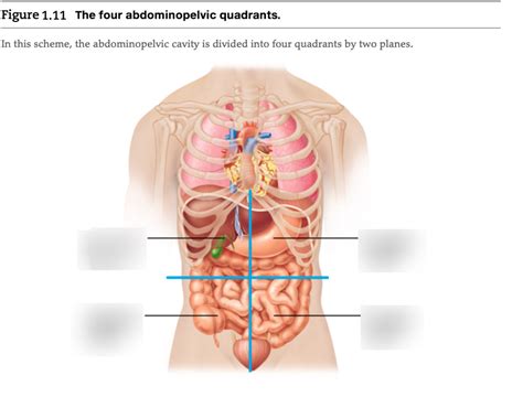 Diagram Abdominal Quadrants And Organs Diagram Mydiagram Online