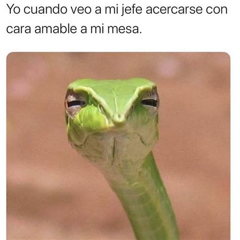 Deben de ser nivel veneno de víbora para entender este meme Memes