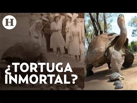 Descubre la historia asombrosa de la tortuga más vieja del mundo un