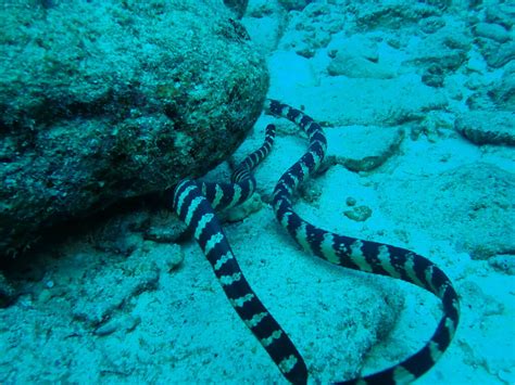 Ijima S Sea Snake From Okinawa Japan On March 18 2023 At 08 11 PM By
