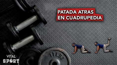 Patada Trasera En Cuadrupedia YouTube