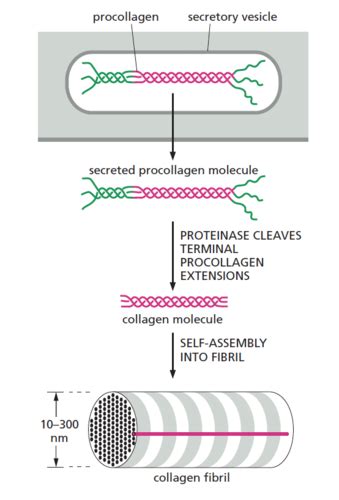 Powerpoint Tissues And Stem Cells Flashcards Quizlet